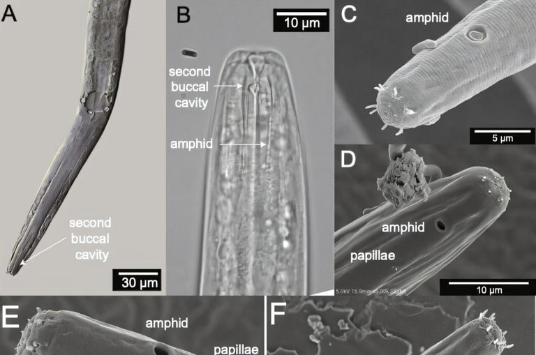 Roundworms discovered in Great Salt Lake are new to science