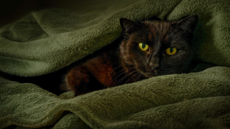 How cat owners accidentally make their pets more anxious