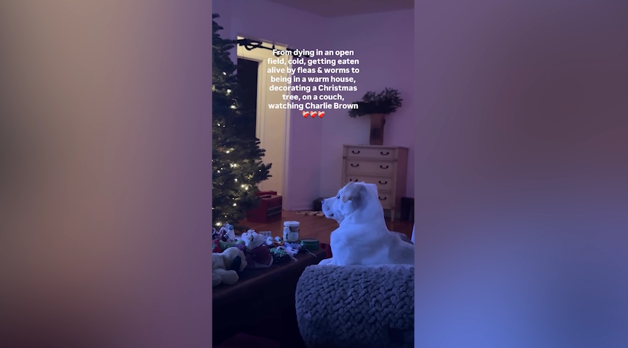 Rescue dog left 'dying' on streets, owner's Christmas update melts hearts