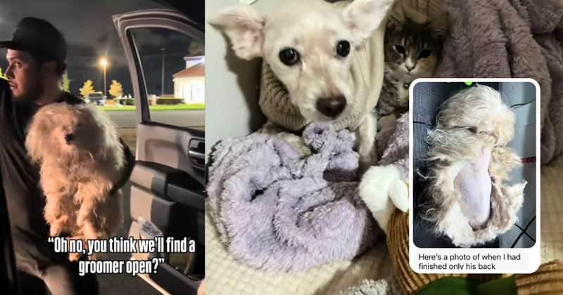 Couple spots a scraggly stray dog late at night, heads straight to the ...