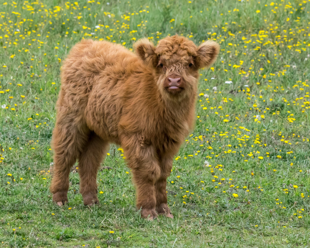 Dad’s hilarious way of chasing highland cow back home is cracking ...