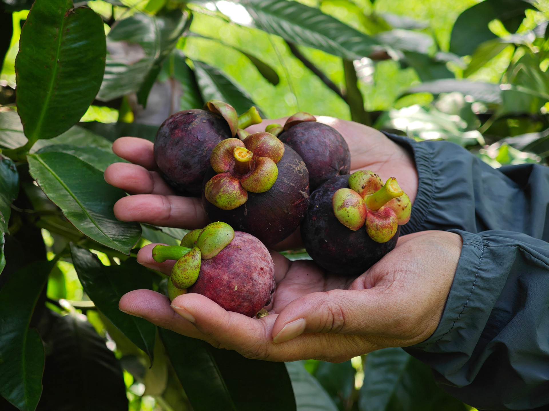 The most expensive fruits in the world