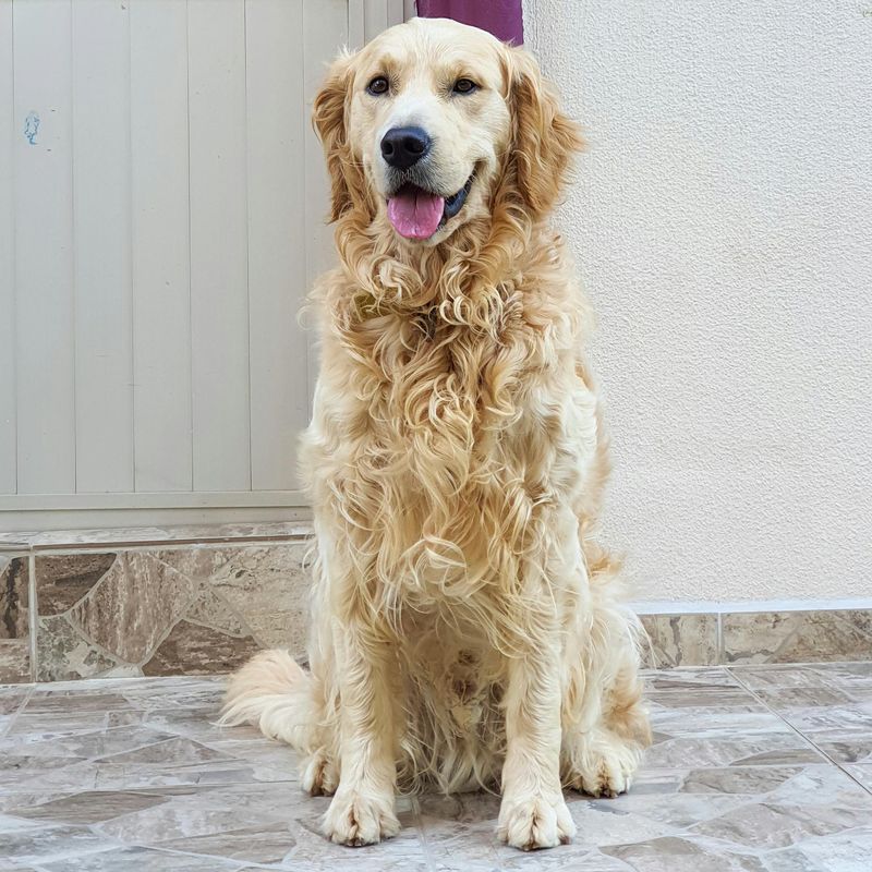 11 dog breeds that get extra clingy when you're sick (and don't leave ...