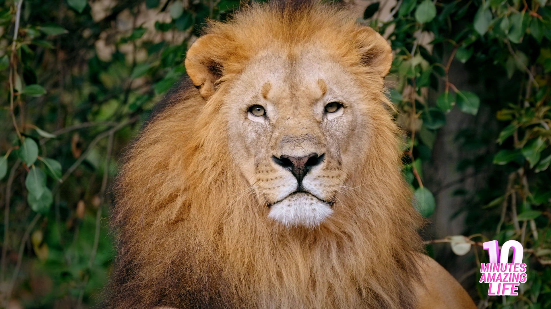 I recorded a lion and captured a rare moment