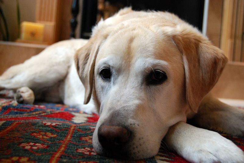 11 dog breeds that get extra clingy when you're sick (and don't leave ...