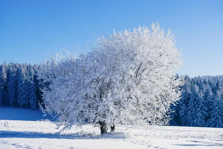 NOAA unveils winter 2025–26 forecast: What it means for the US