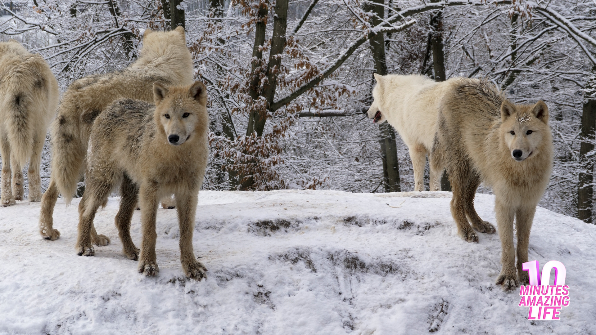 A wolf pack did something rare on camera