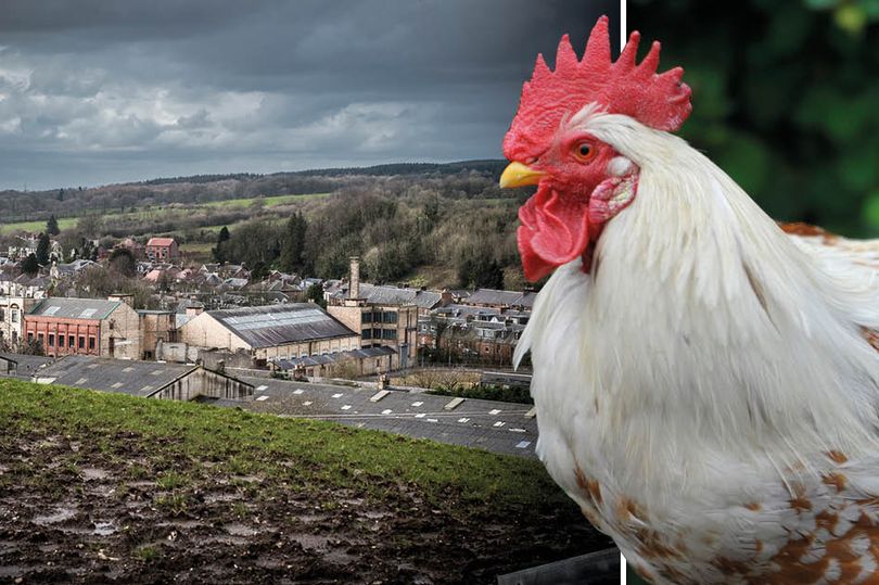 'Anti-social cockerels' on rise due to cost of living crisis ...