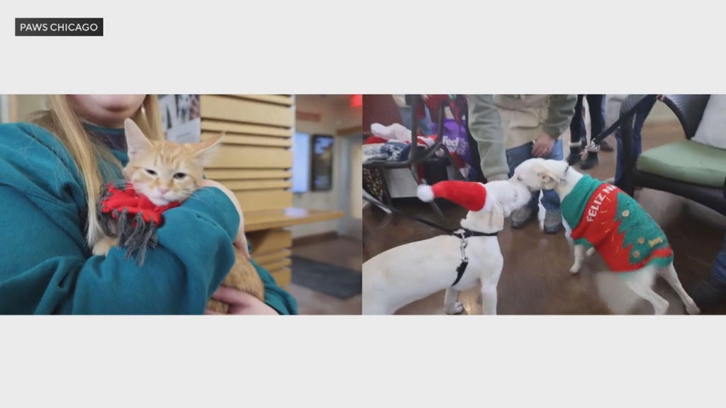 PAWS holding holiday pet adopt-a-thon this weekend, waiving adoption ...