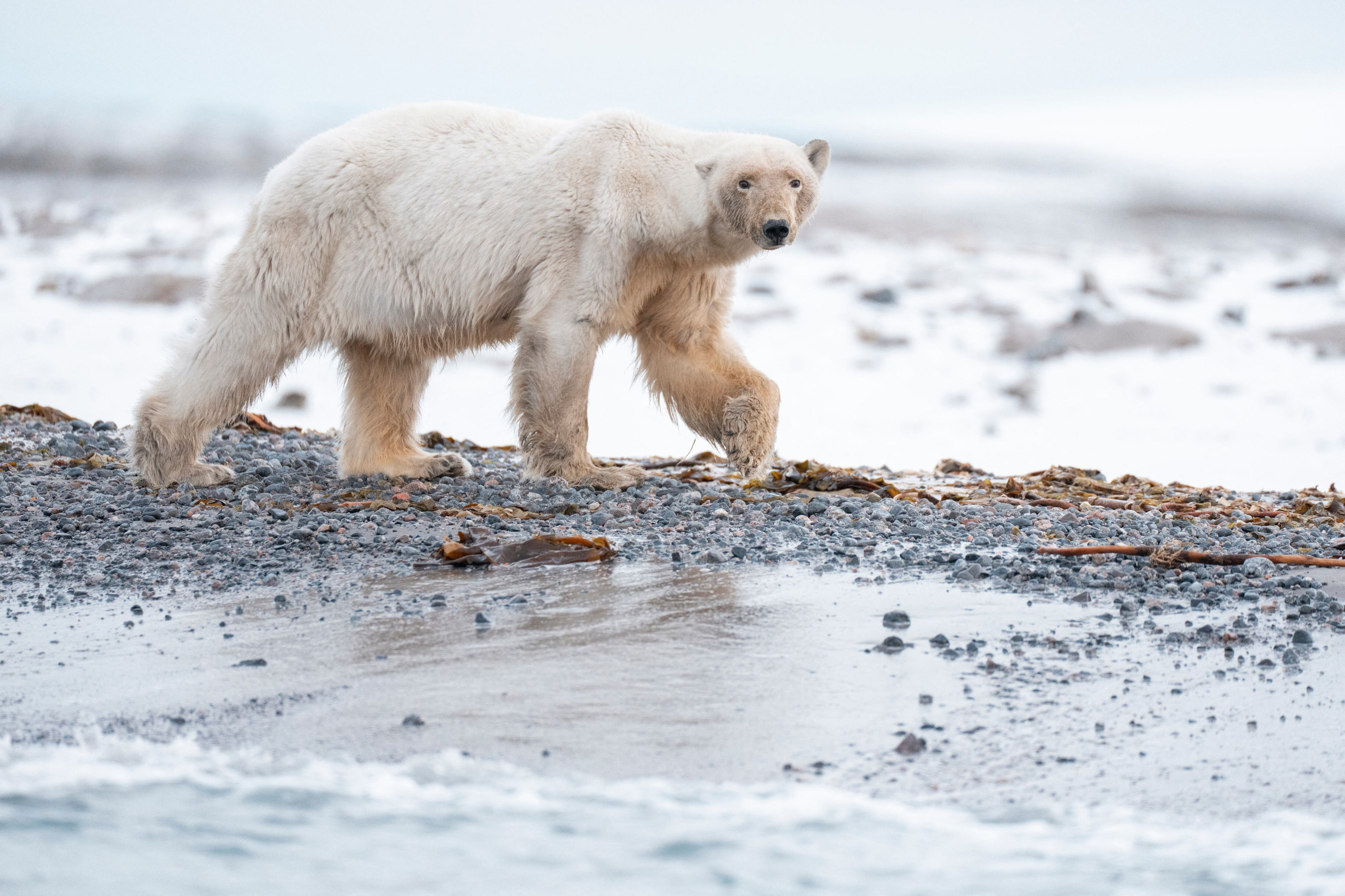 « Un mécanisme de survie désespéré » : face au réchauffement climatique ...