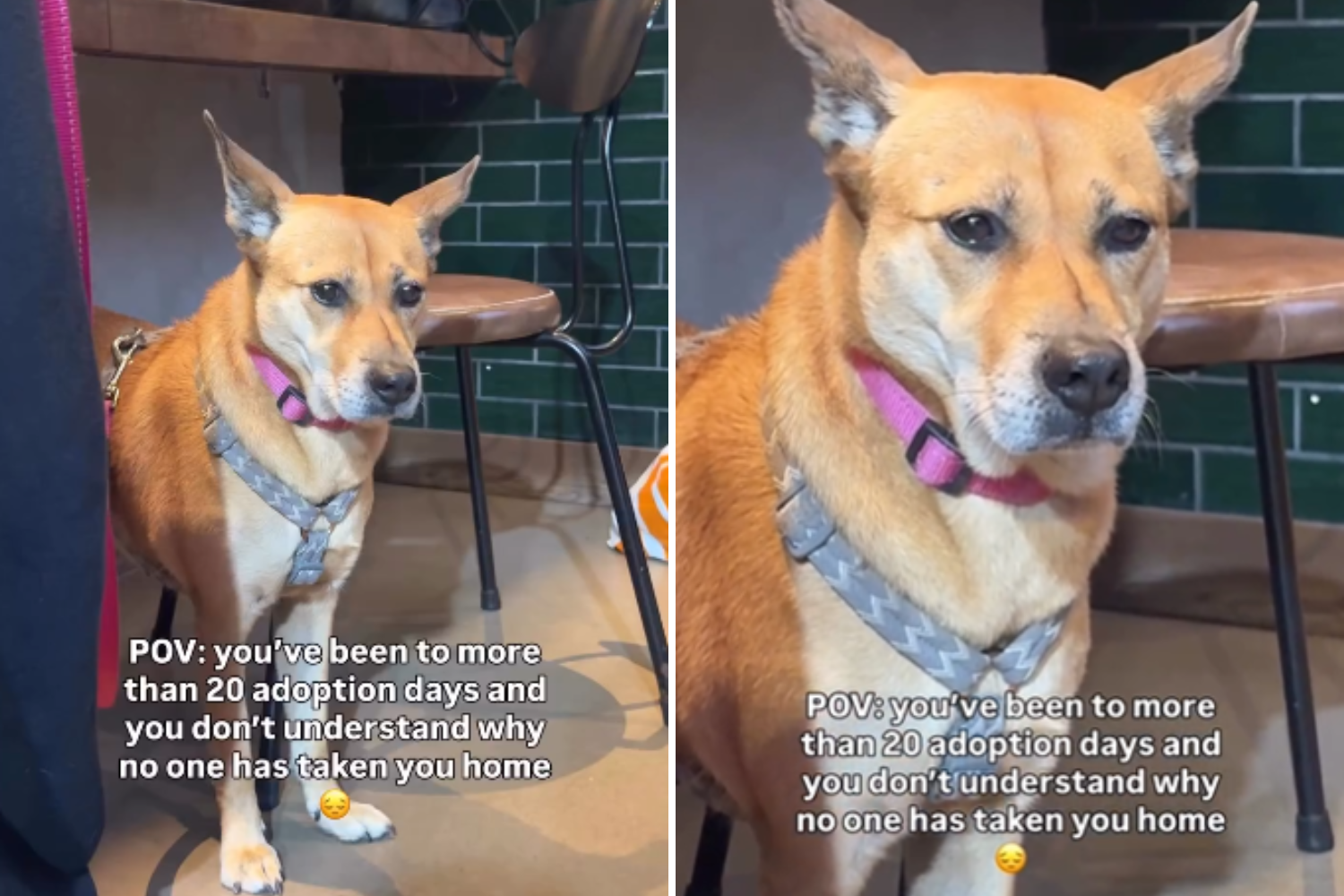 Face of dog ignored at 25 adoption events breaks hearts: "Don’t understand"