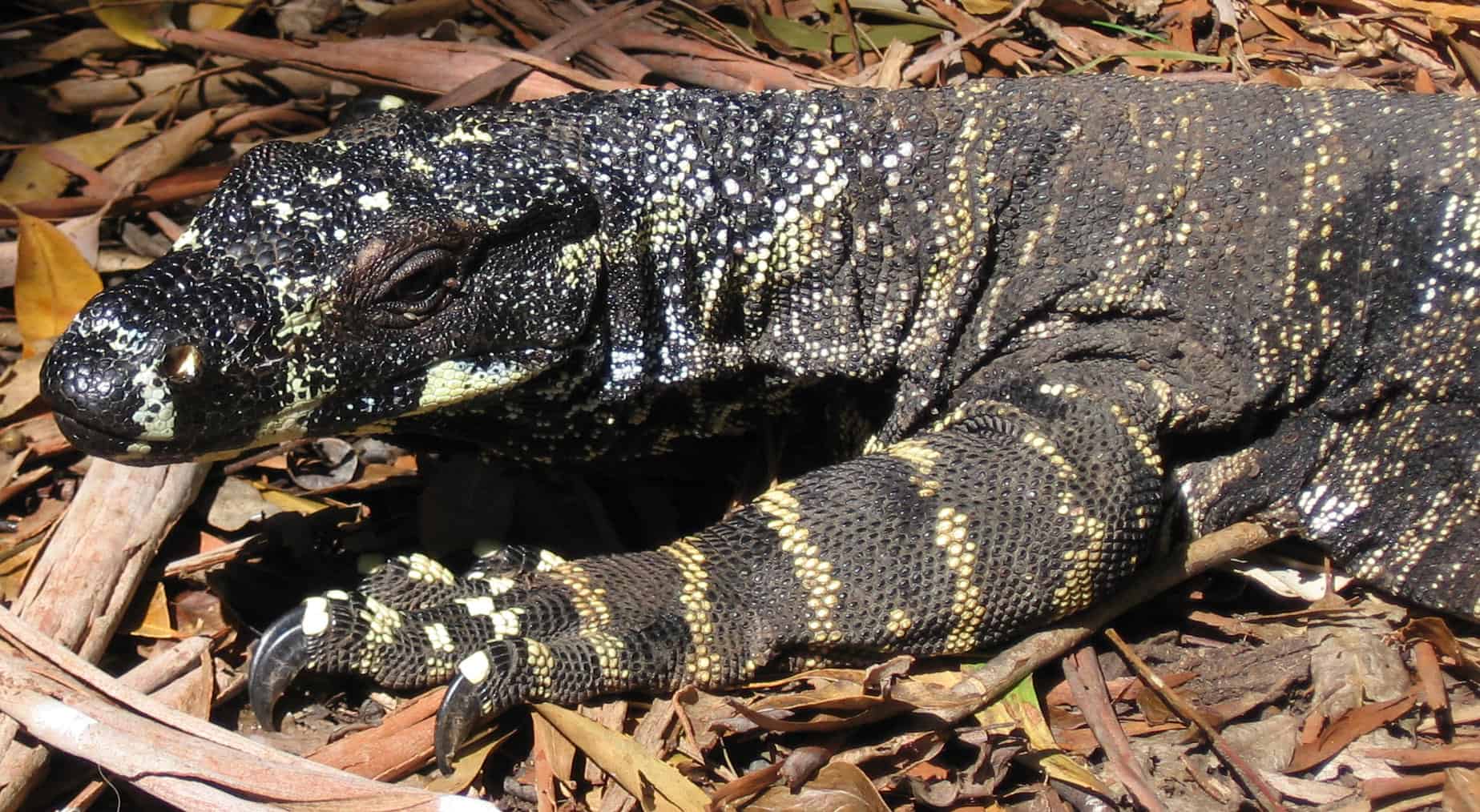 The giant lizard turning up at Australian schoolyards