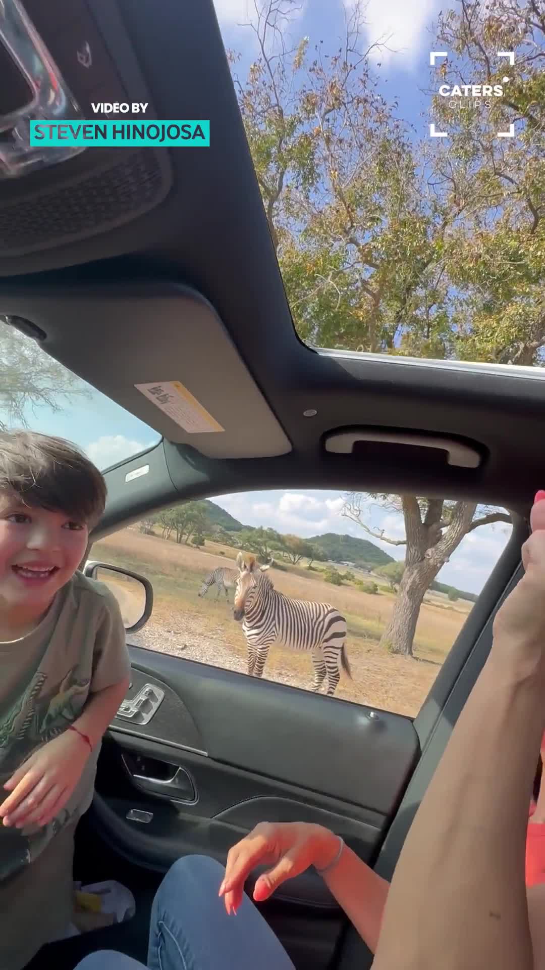 Hilarious moment with kids and a nosey giraffe at a drive thru zoo