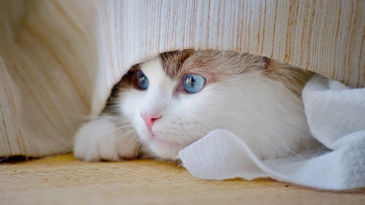 Essential facts that every cat owner should know, according to experts
