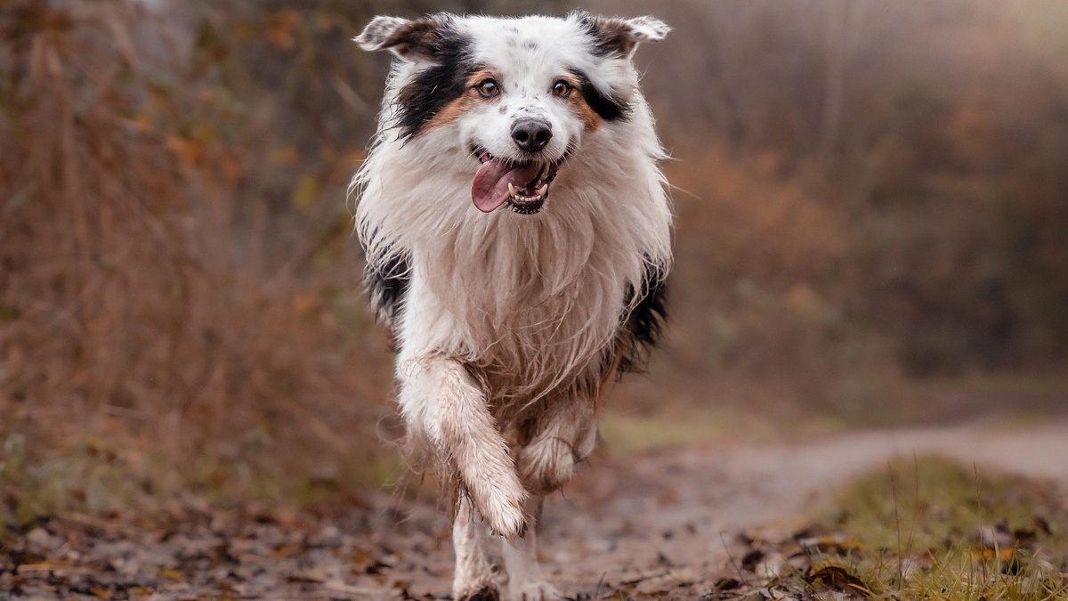 Así actúan los perros cuando realmente te extrañan