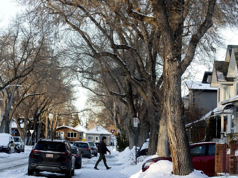 Knack moves to protect mature trees in new Edmonton infill projects