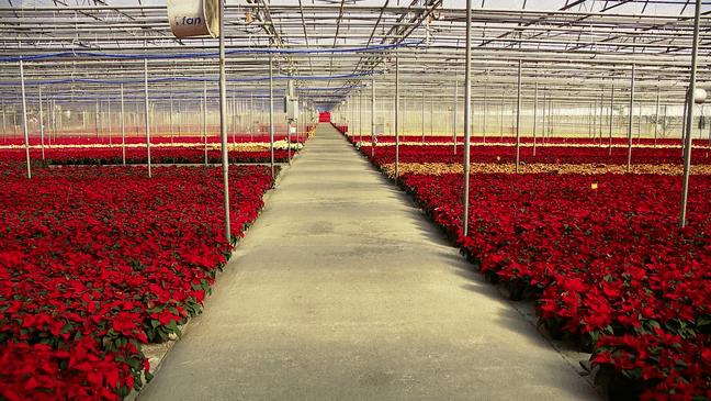 Van Wingerden's greenhouses empty after shipping out 800,000 poinsettias