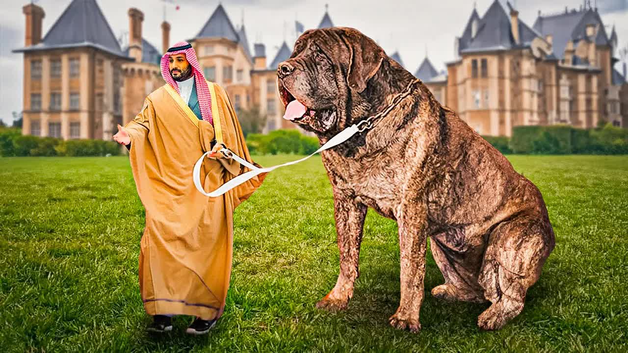 10 expensive dogs only rich people can afford