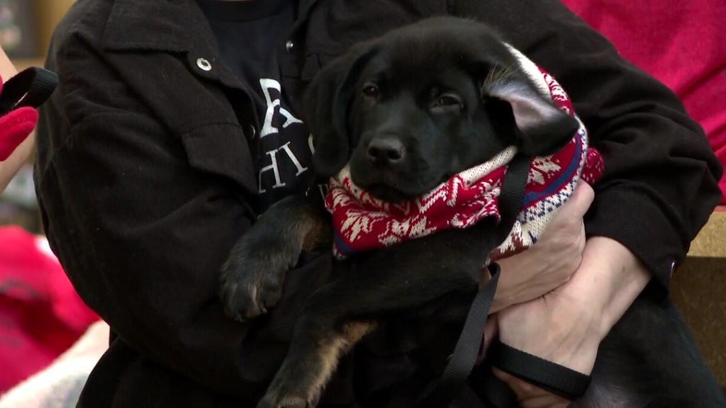 PAWS Chicago hopes to find homes for 125 dogs and cats at Holiday Adopt ...