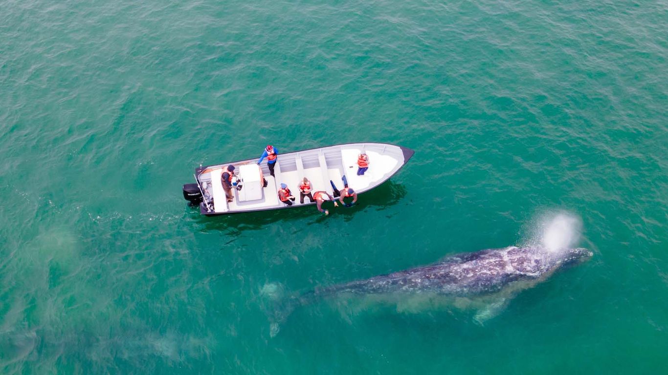 Baja California Sur: Explore where the desert meets the sea