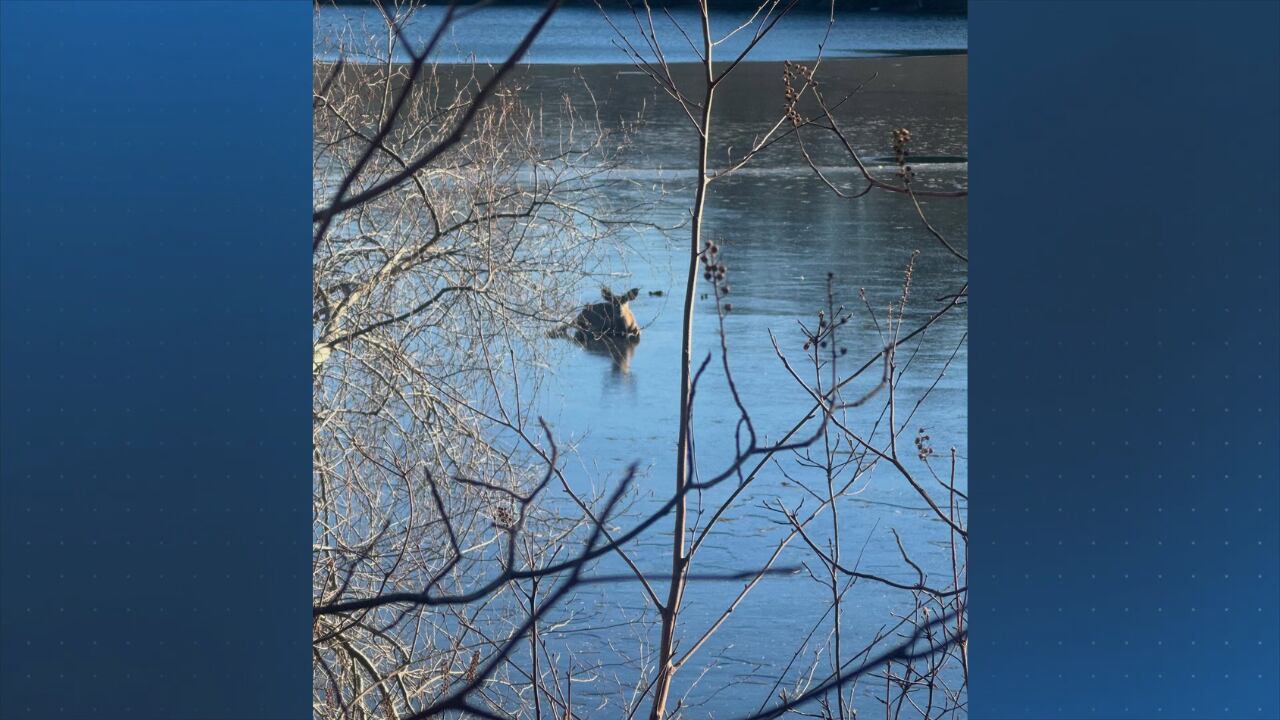 Deer rescued from ice on Lake Waban