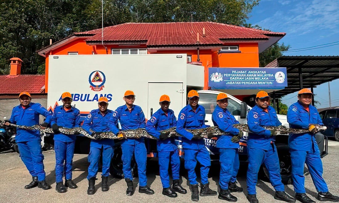 Massive, 21-foot python captured behind home in Malaysian village
