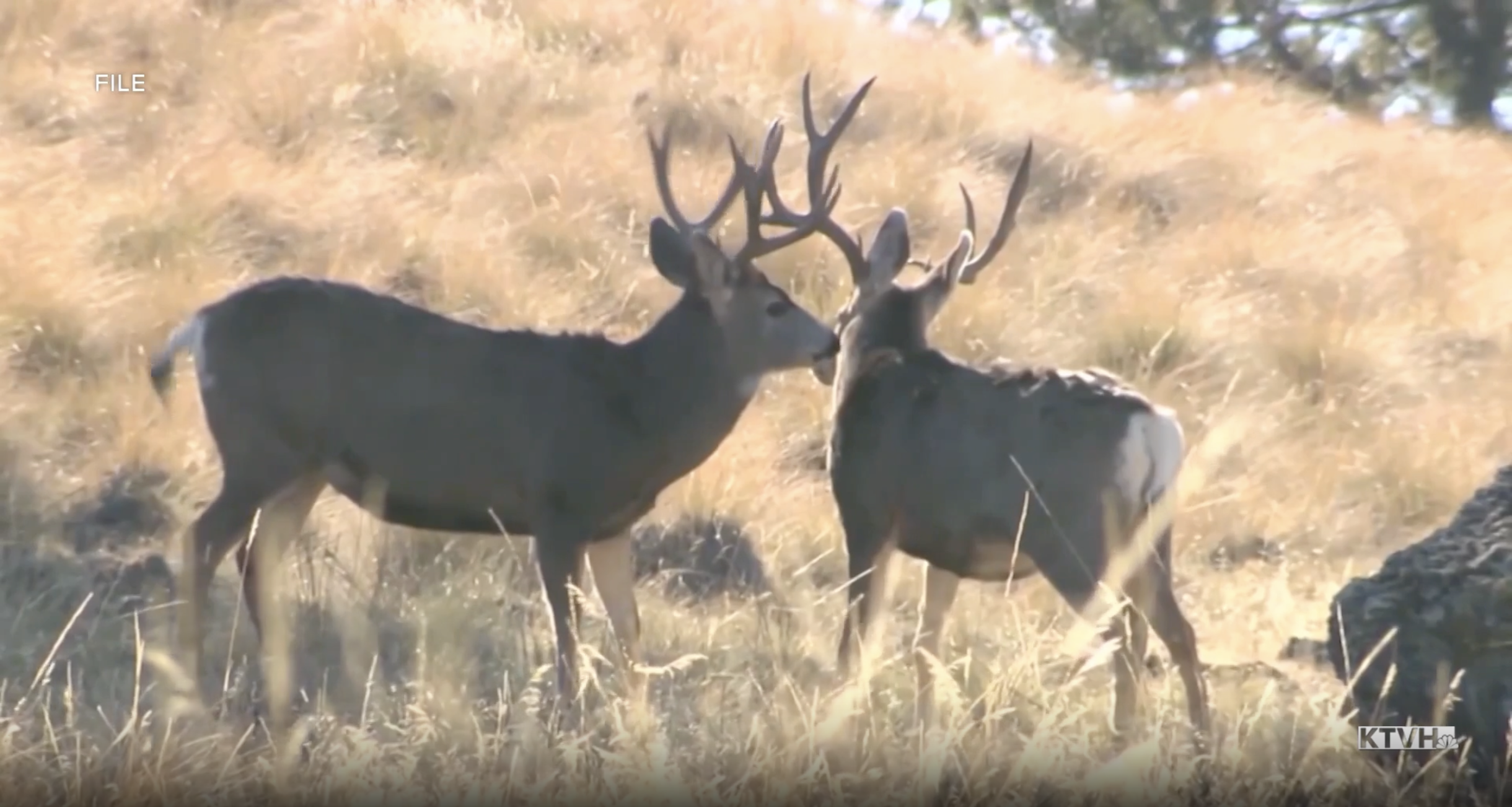 Montana continues to see high number of poaching cases