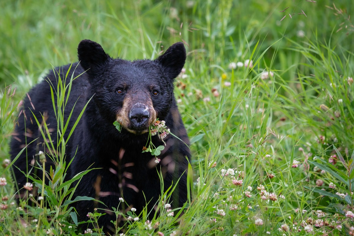 Black bear crashes Christmas parade in Tennessee like he's the grand ...