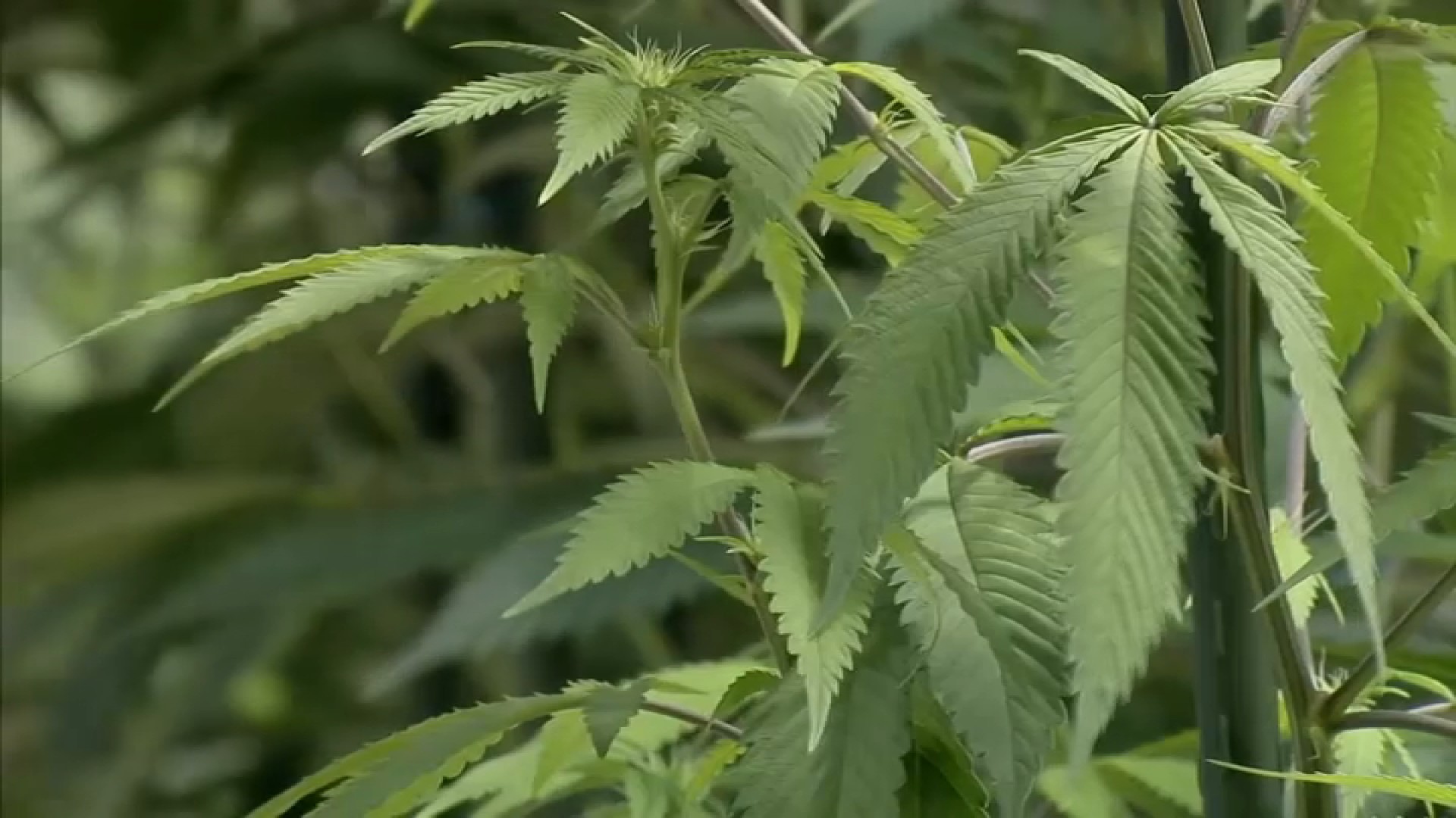 Trump expected to reclassify marijuana