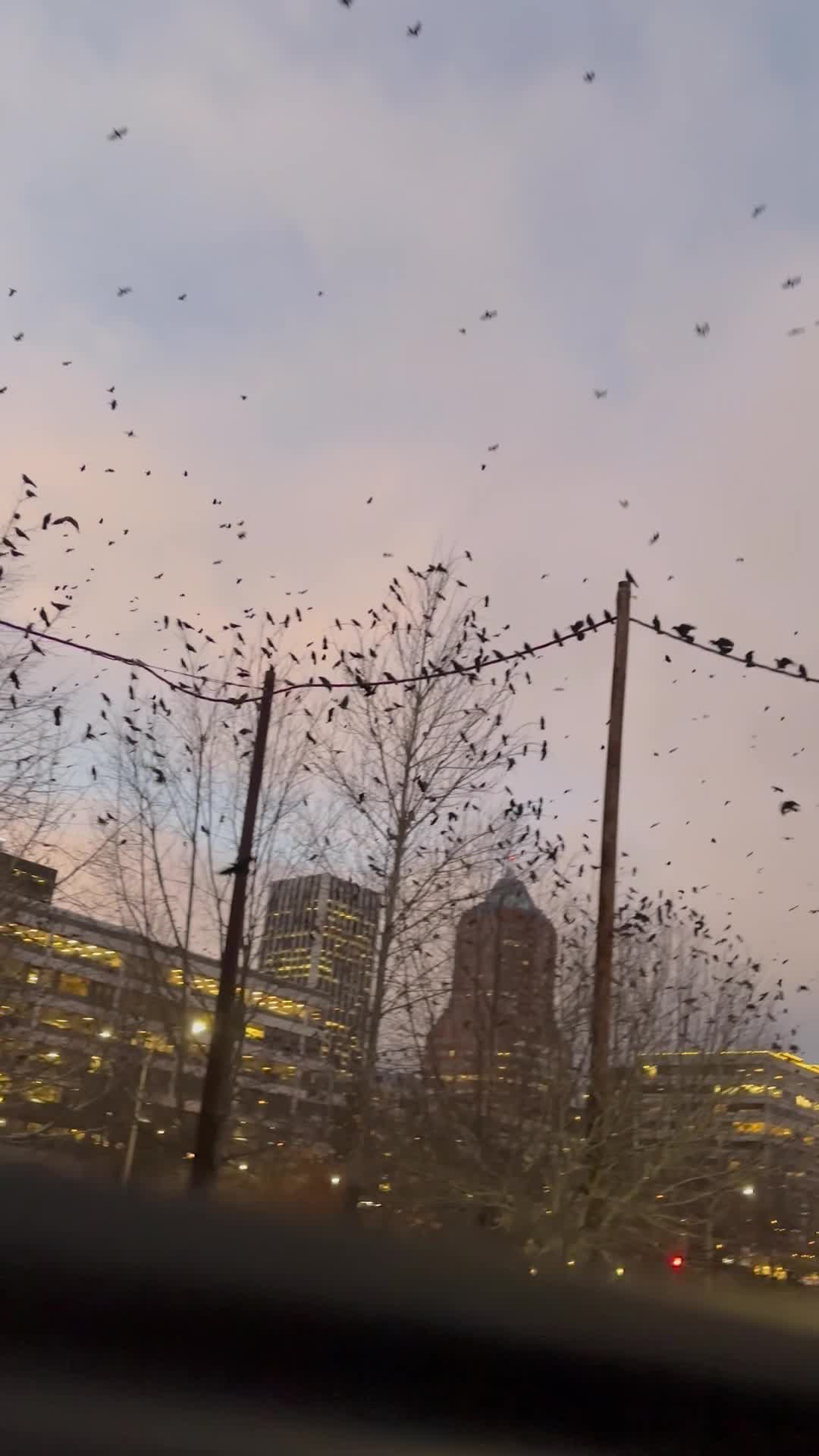 Crows flock to Portland's waterfront for another roosting season