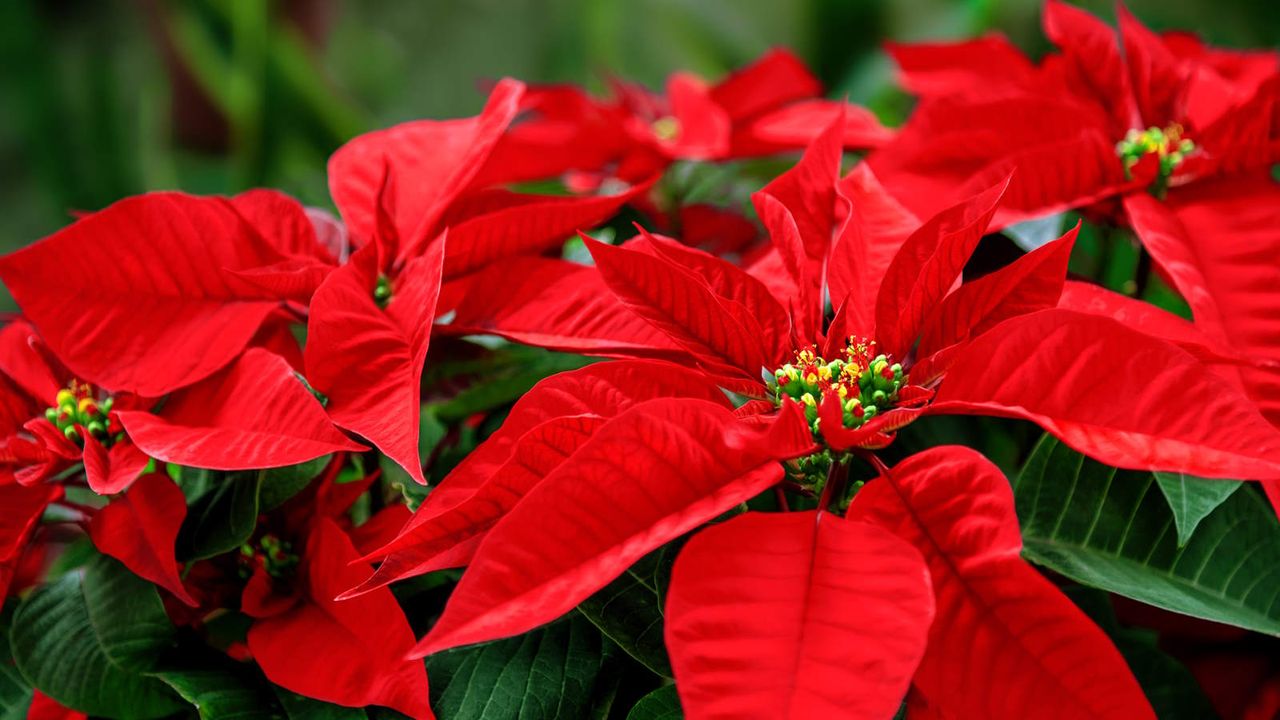 How to water a poinsettia so it thrives and lasts all through Christmas ...