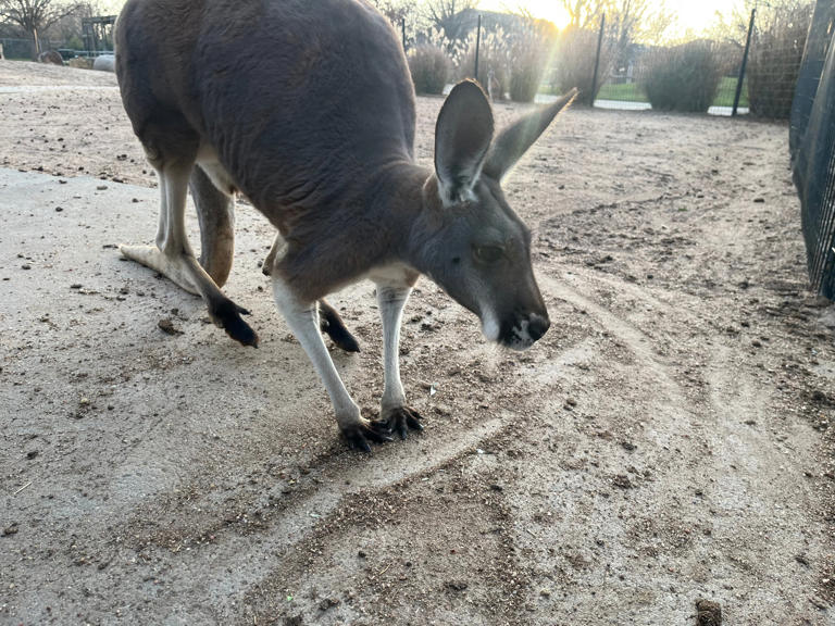 Kansas zoos fight back against viral, misleading AI animal videos