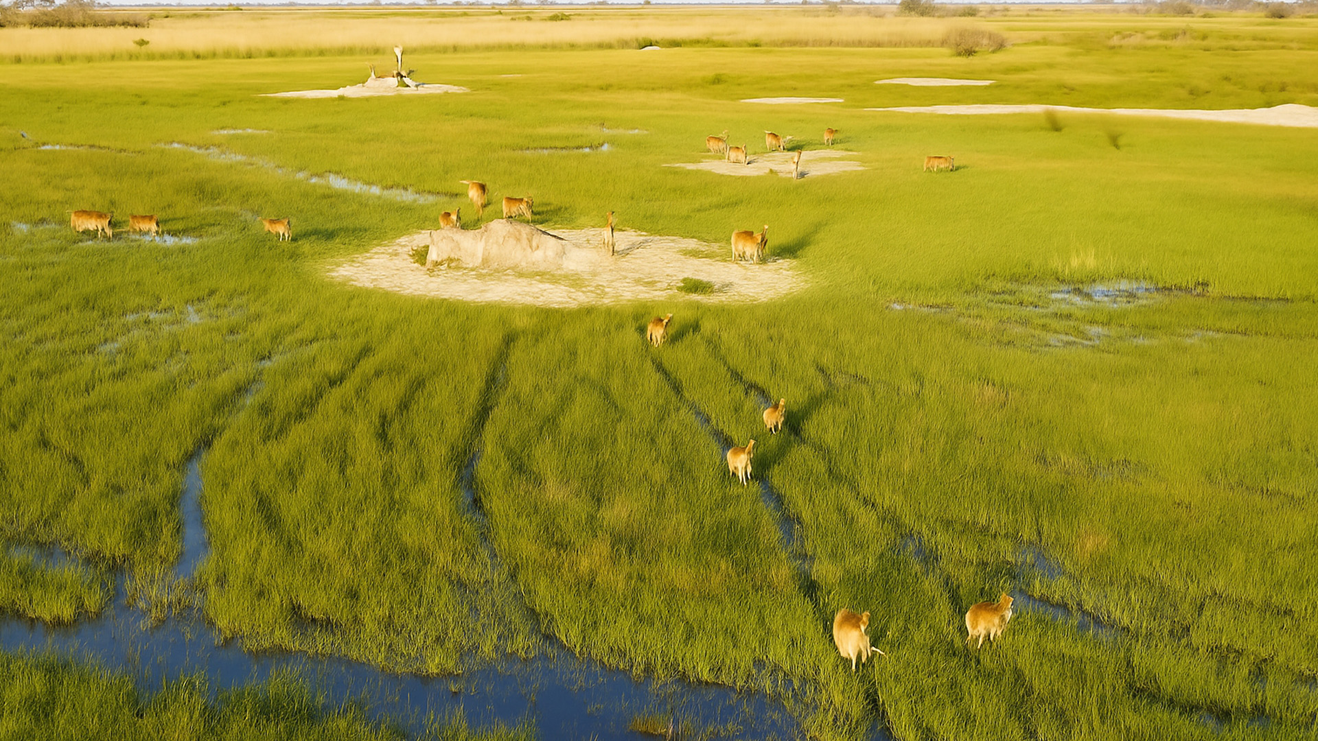 Where the grass meets the water