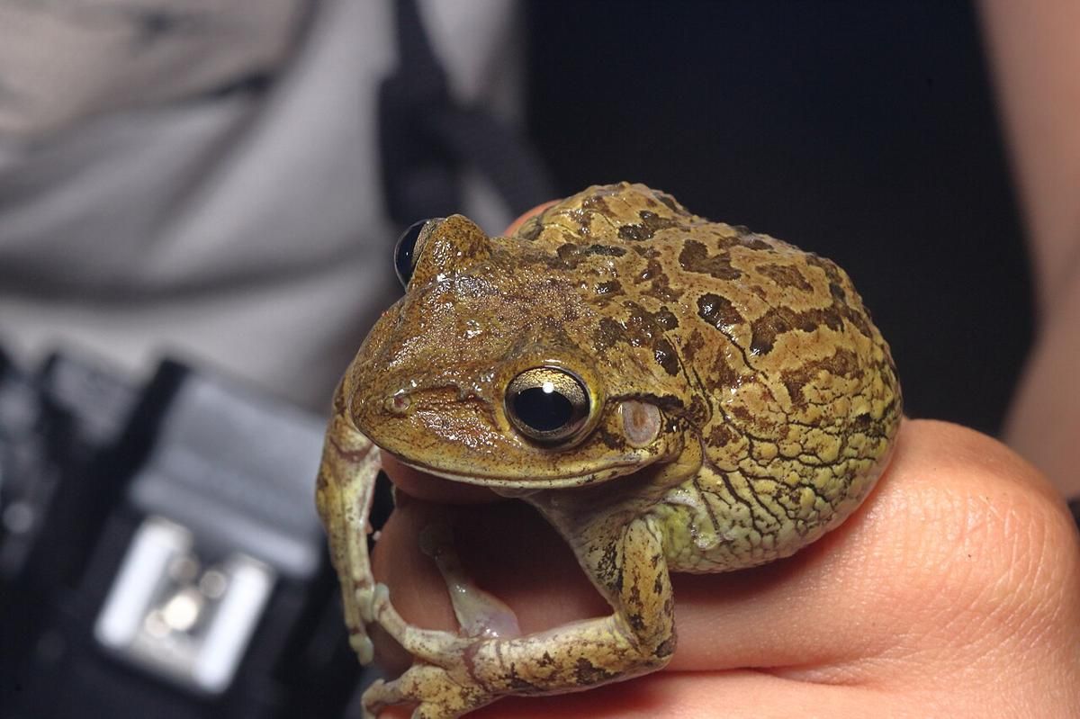 5 Dampak Negatif Spesies Invasif yang Mengancam Ekonomi