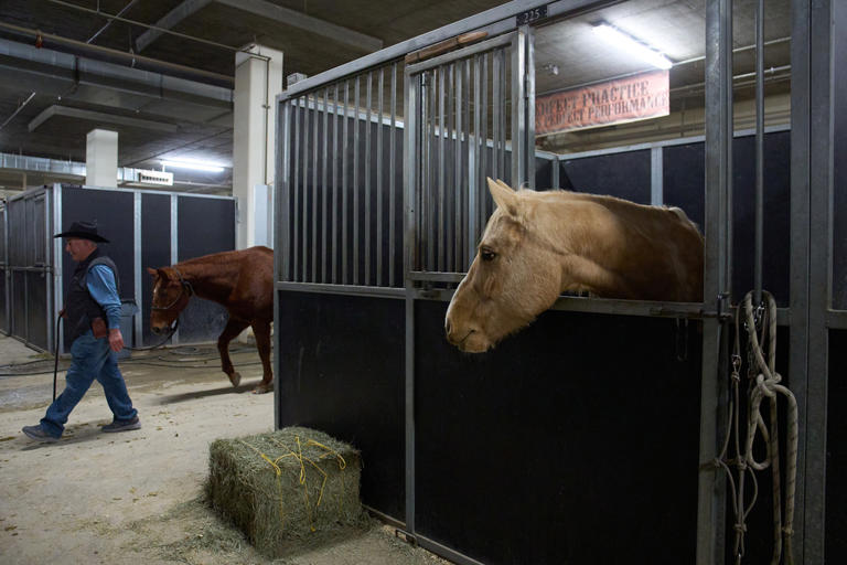 Threat of equine virus looms over major rodeo event in Las Vegas