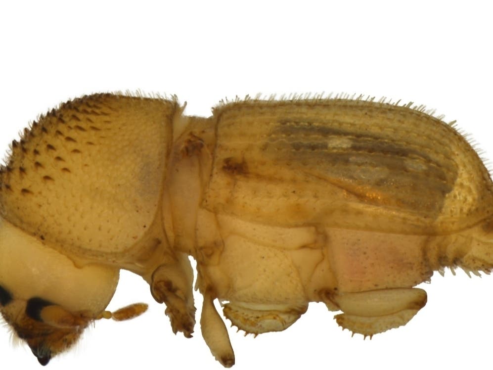 Potentially destructive African bark beetle intercepted at Detroit ...