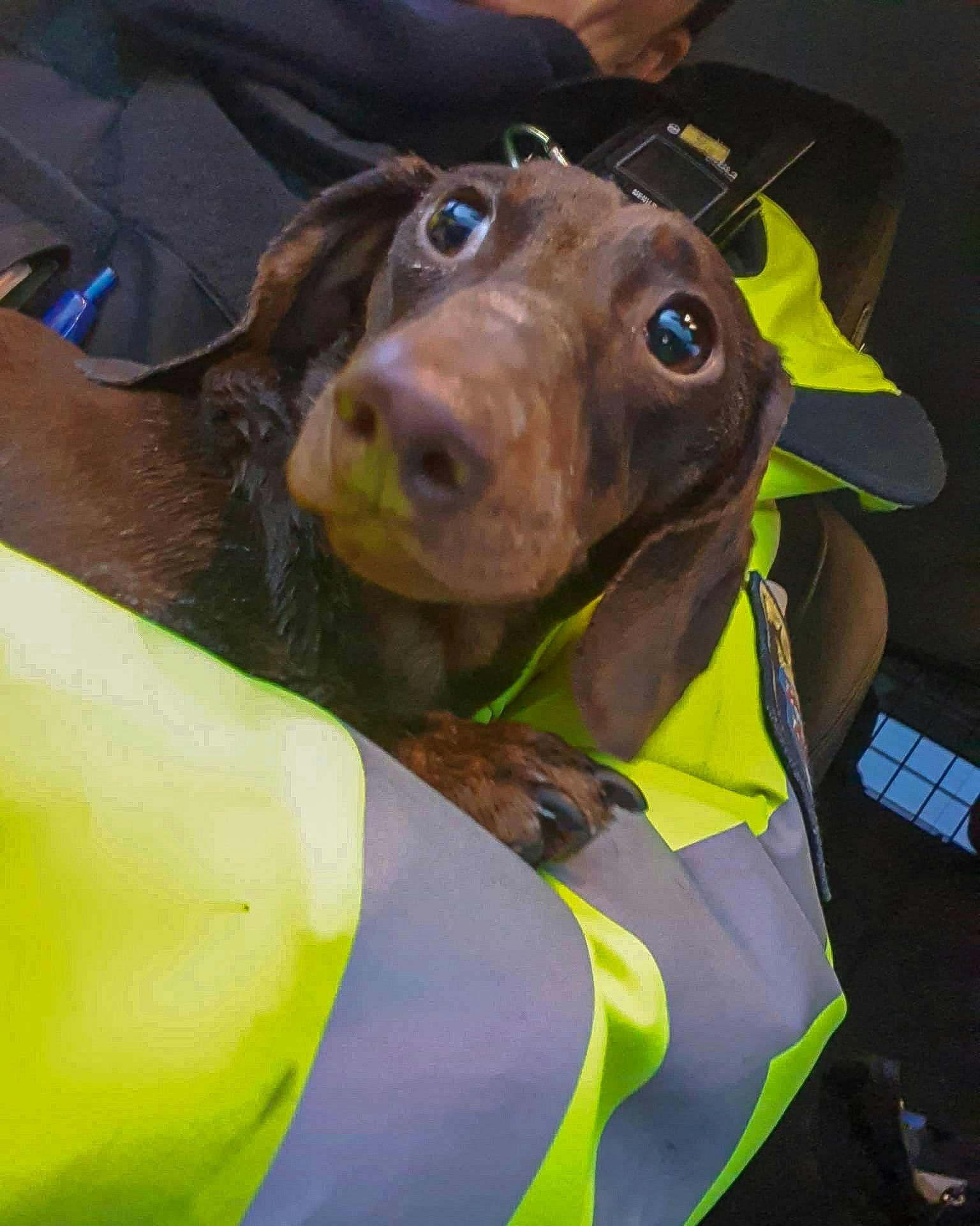 Nach Unfall auf A5: Dackel macht Praktikum bei der Polizei