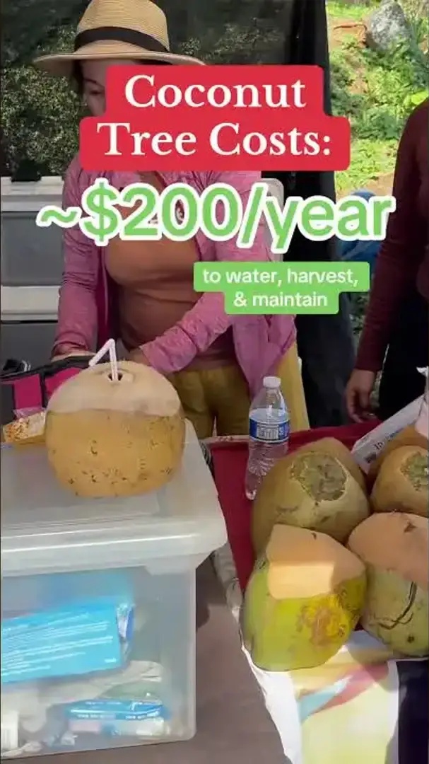 Hawaii roadside coconut stand profits