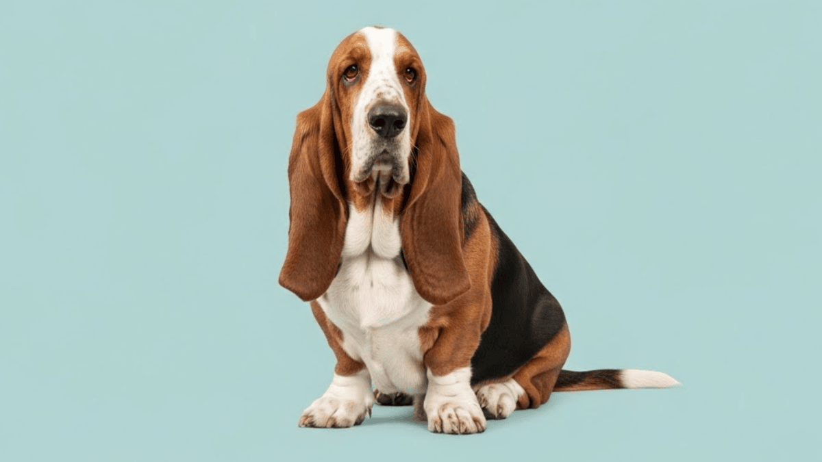 They love naps: These are the most laid-back dog breeds
