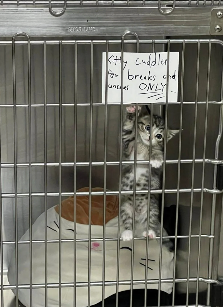 14 signs that prove humor is alive, unhinged, and a little diabolical