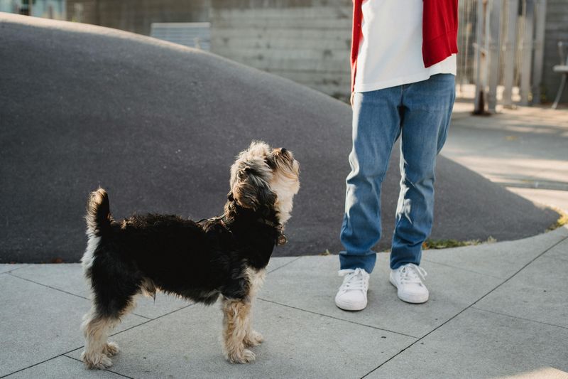13 things your dog understands about you better than you think