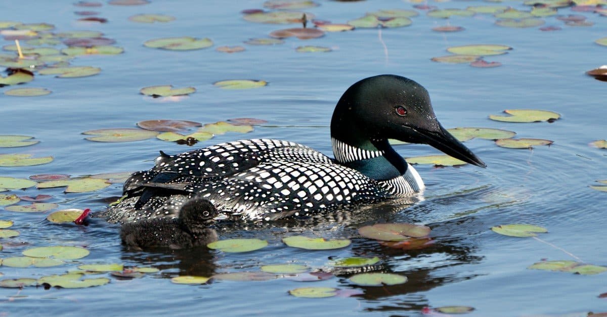 These birds don’t just fly. They swim underwater
