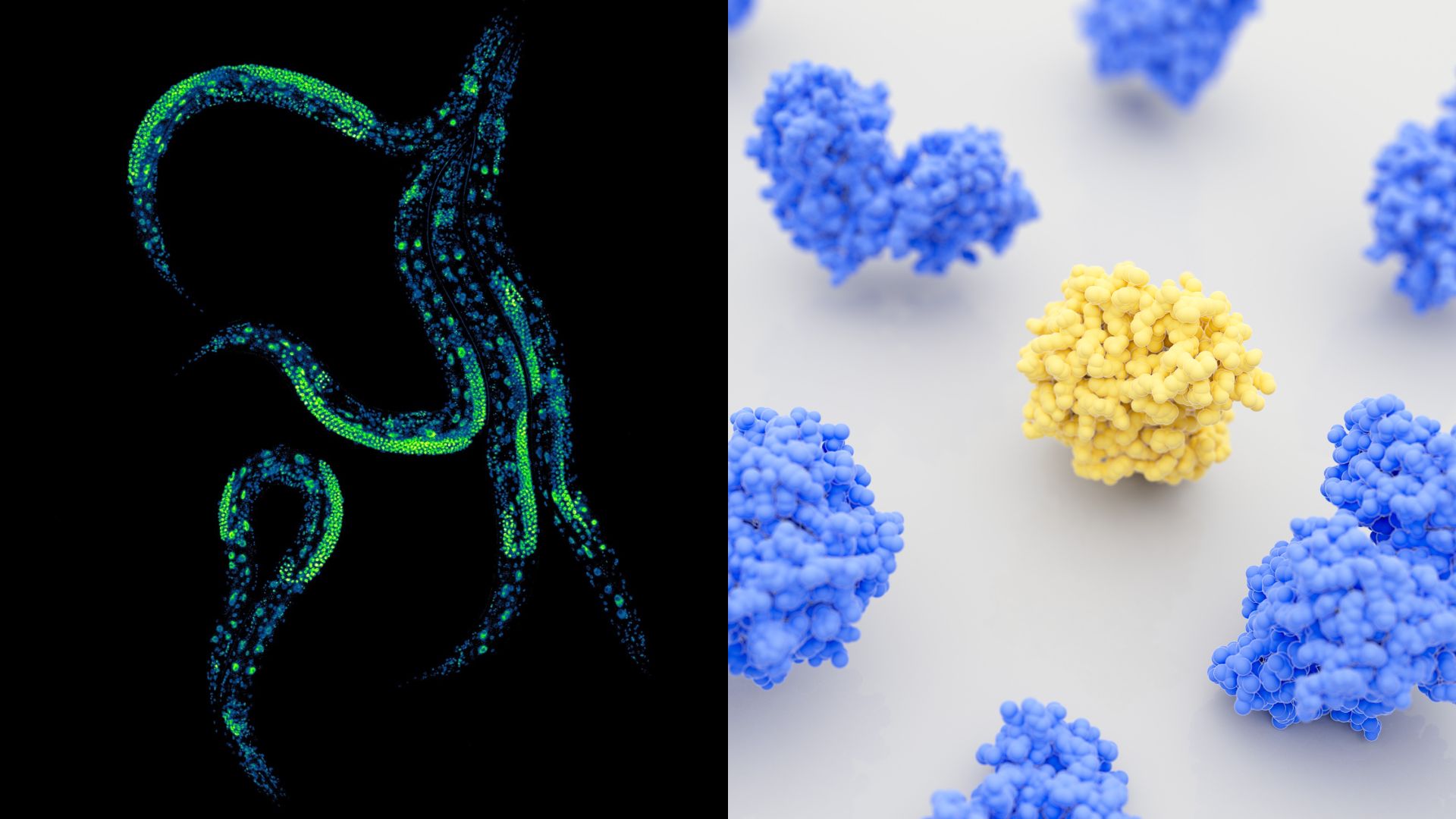 Biologists unveil lifelong method to dial protein levels up or down in ...
