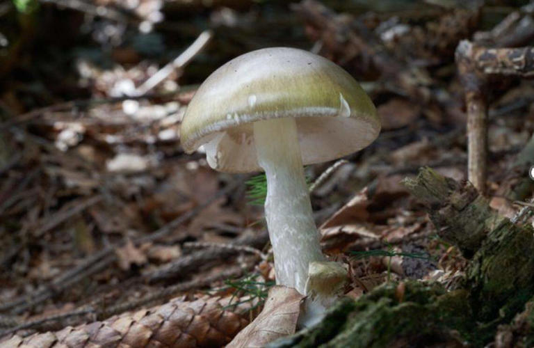 Toxic death cap mushrooms kill Northern California man amid statewide ...