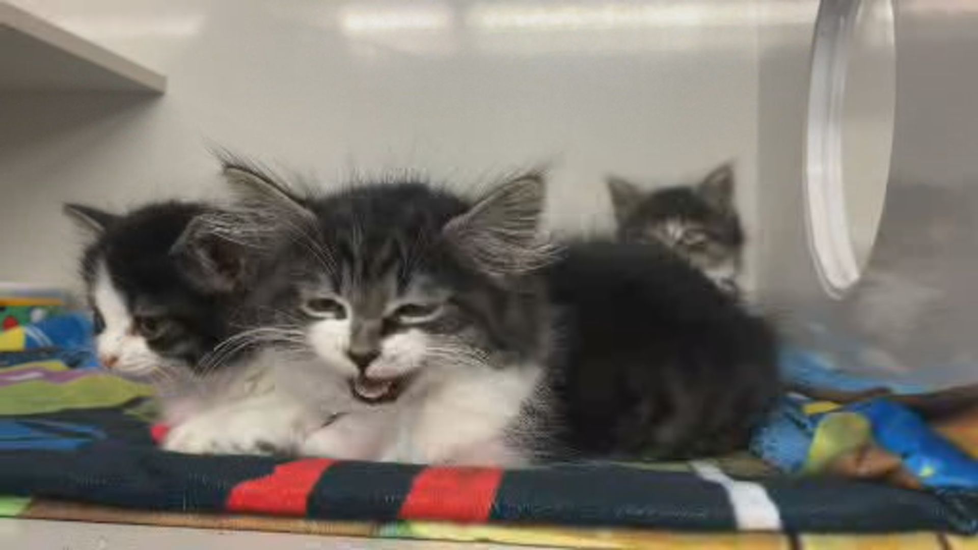 Growing costs of pet care leading to more surrenders, says NB SPCA