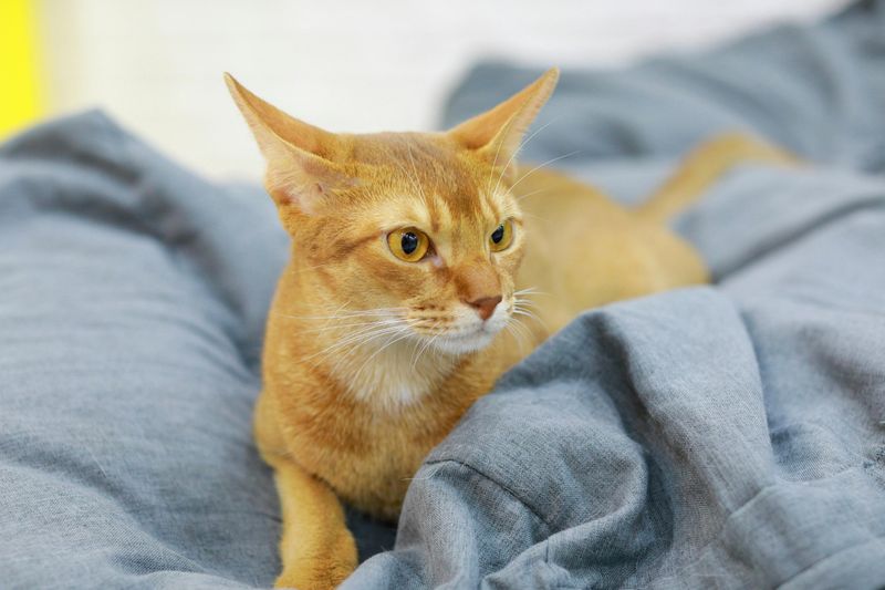 8 of the most playful cat breeds around