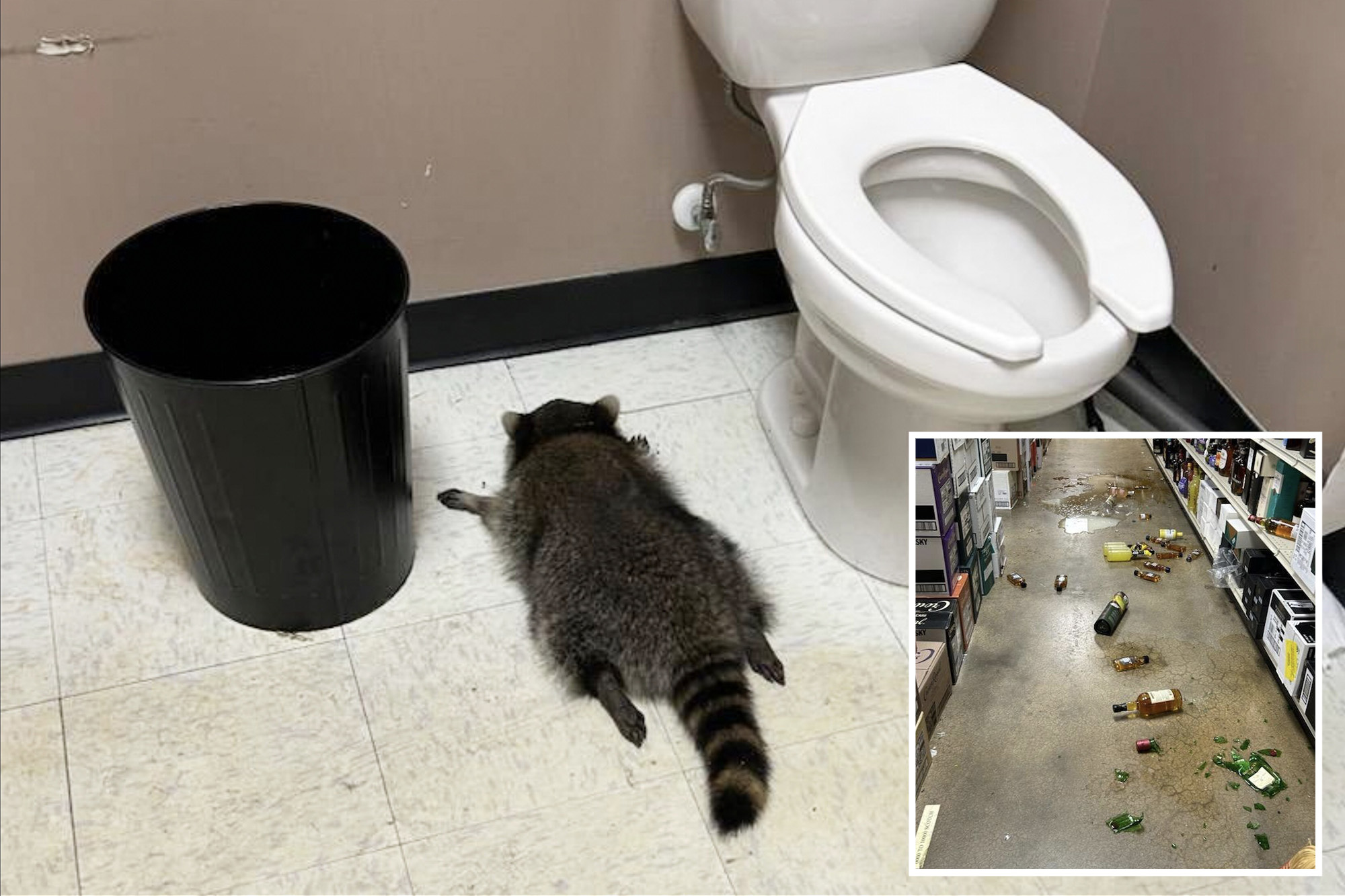 Viral drunk raccoon is a serial break-in artist who’s struck at least ...