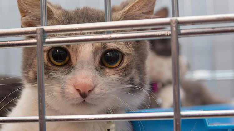 Wood County Humane Society under quarantine due to possible contagious ...