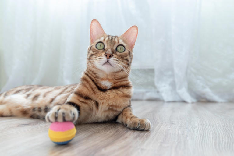 Vet shares the most-playful cat breeds for dog people