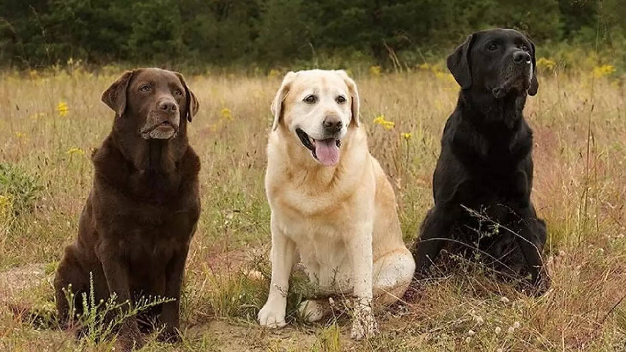 Top dog breeds that are perfect for kids